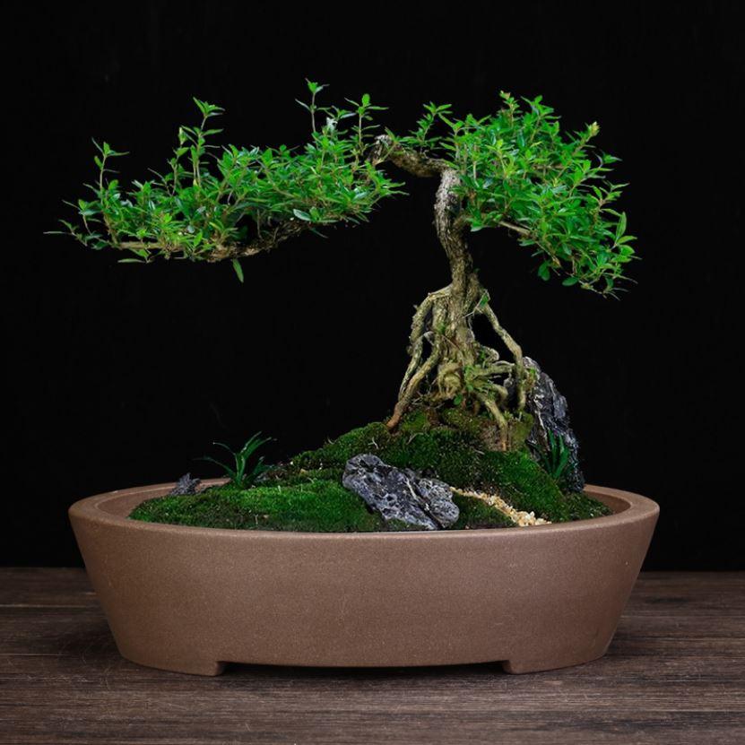 Oval Bonsai Pots │ Craft Balanced, and Harmonious Bonsai Displays ...