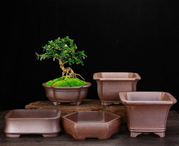 Earthy Brown Bonsai Pots │ Reflect Your Bonsai Tree’s Natural Beauty ...